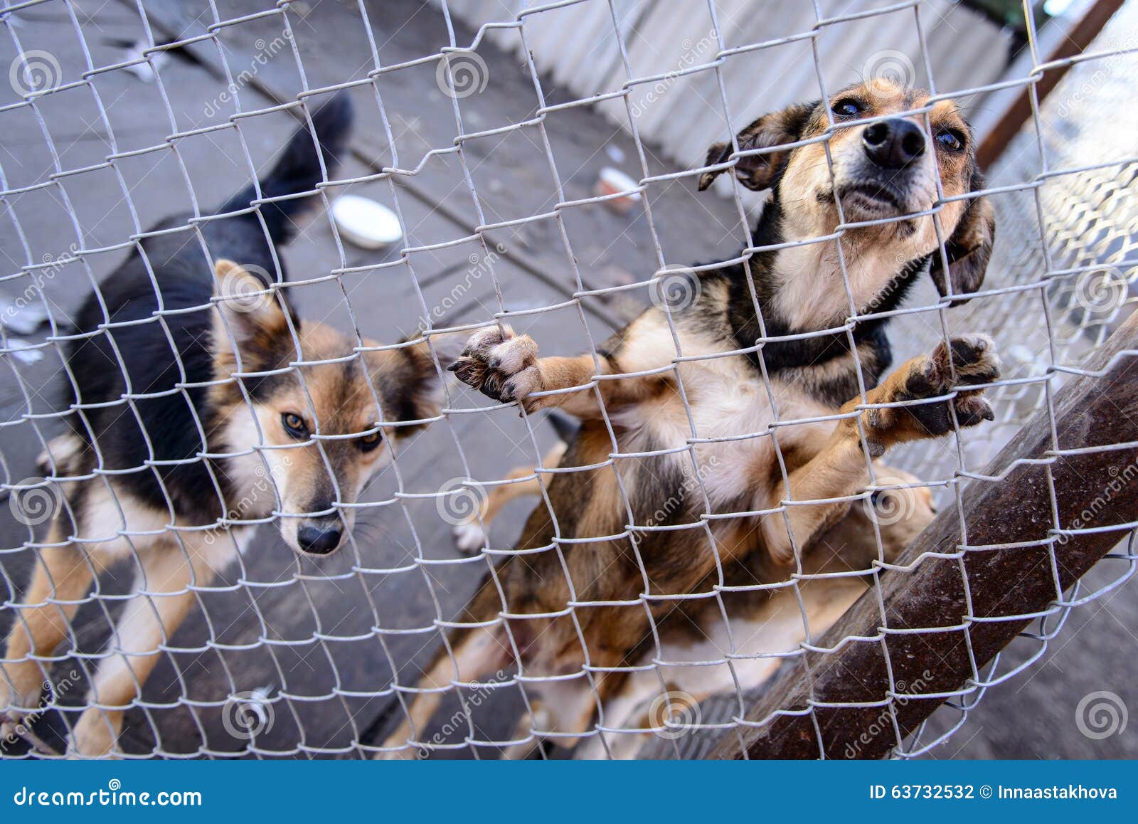 Dogs in shelter stock photo. Image of locked, pedigree - 63732532