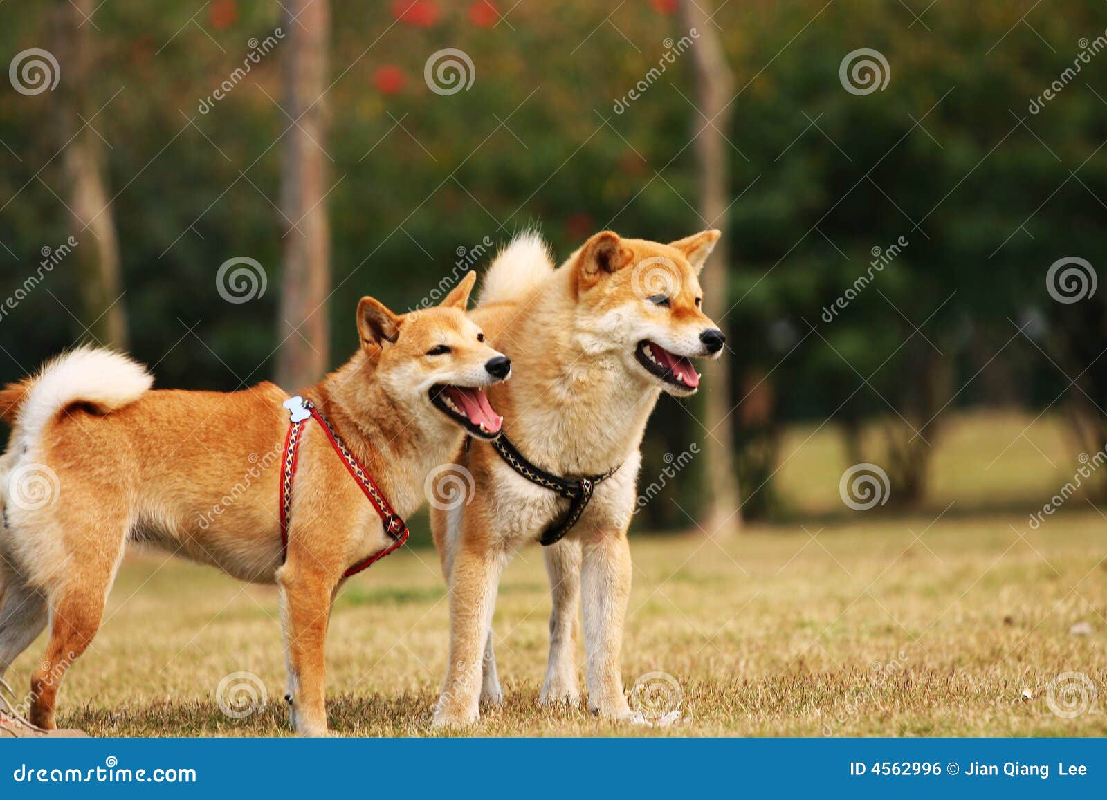 The dogs of Shiba stock photo. Image of cherubic, lovely - 4562996