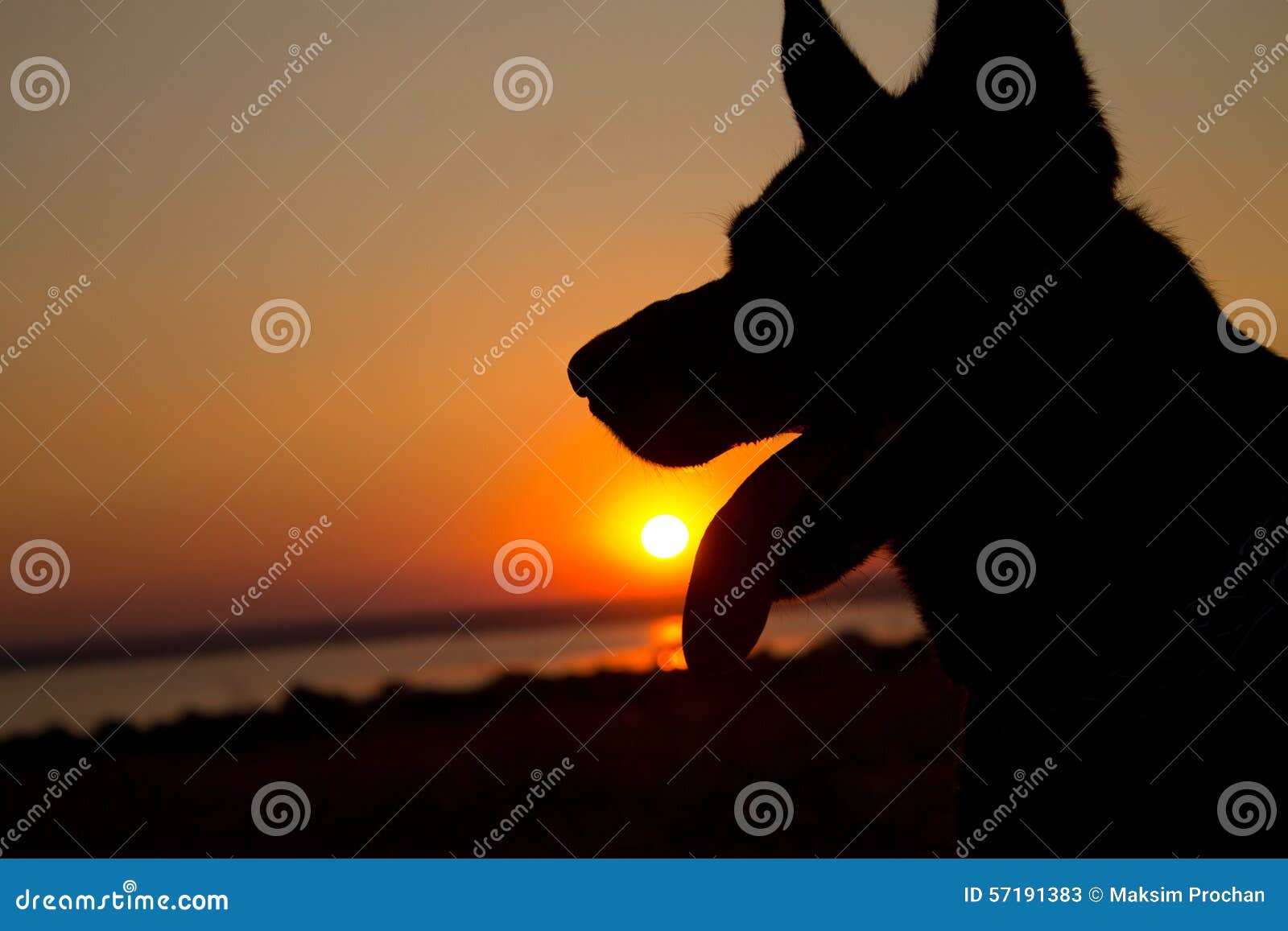 Dogs Silhouette at Sunset in the Field Stock Image - Image of dusk ...
