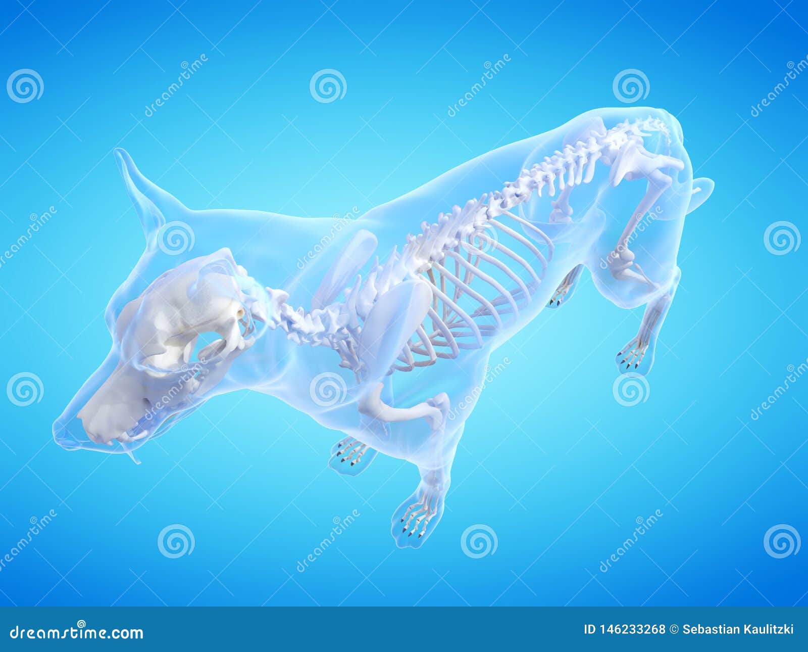 The dogs skeletal system stock illustration. Illustration of skeletal ...