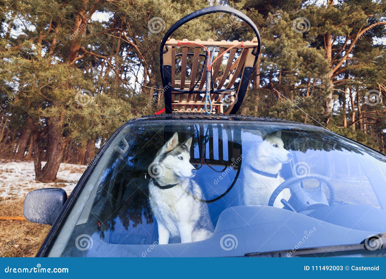 Dogs sled in the car stock image. Image of canine, animal - 111492003
