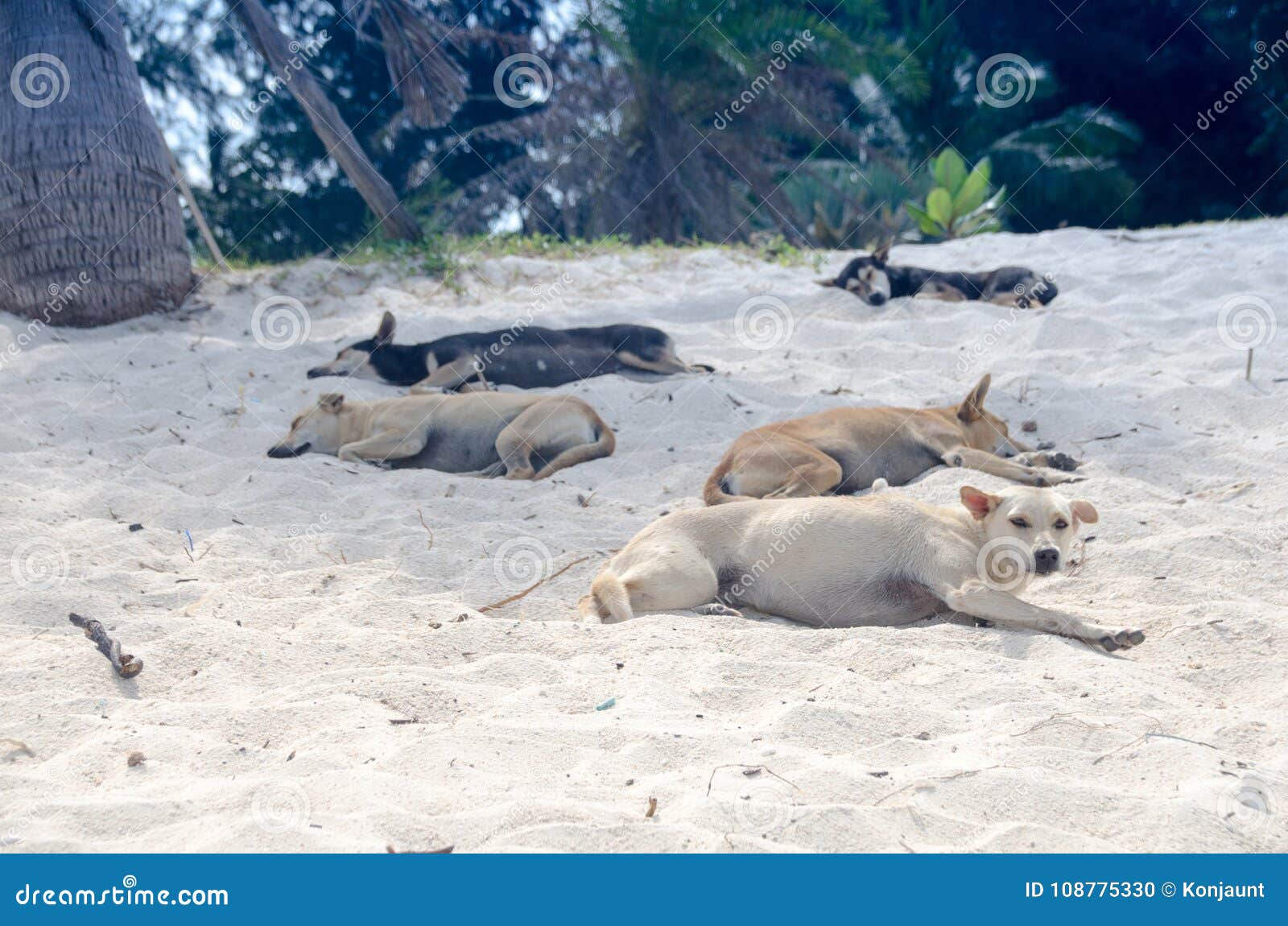 Dogs are Sleeping and Relaxing on the Sand Under the Tree at the Stock ...