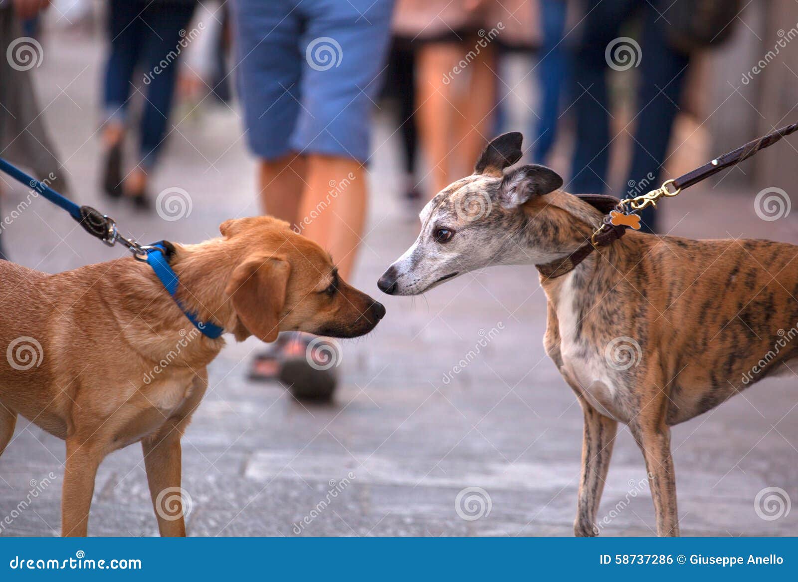 Dogs smelling stock photo. Image of puppy, bullbreed - 58737286