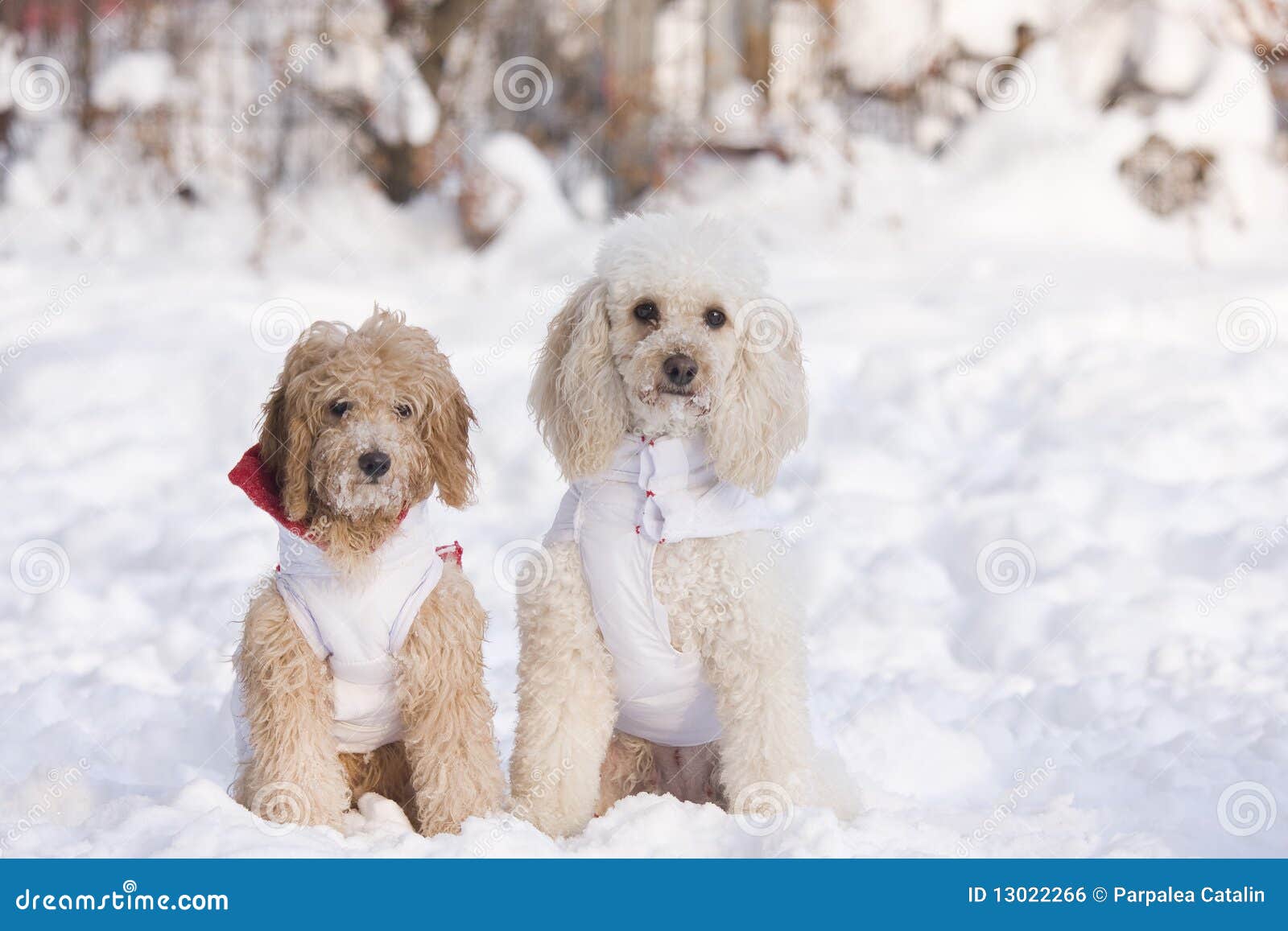 Dogs in snow stock photo. Image of pose, snow, jacket - 13022266
