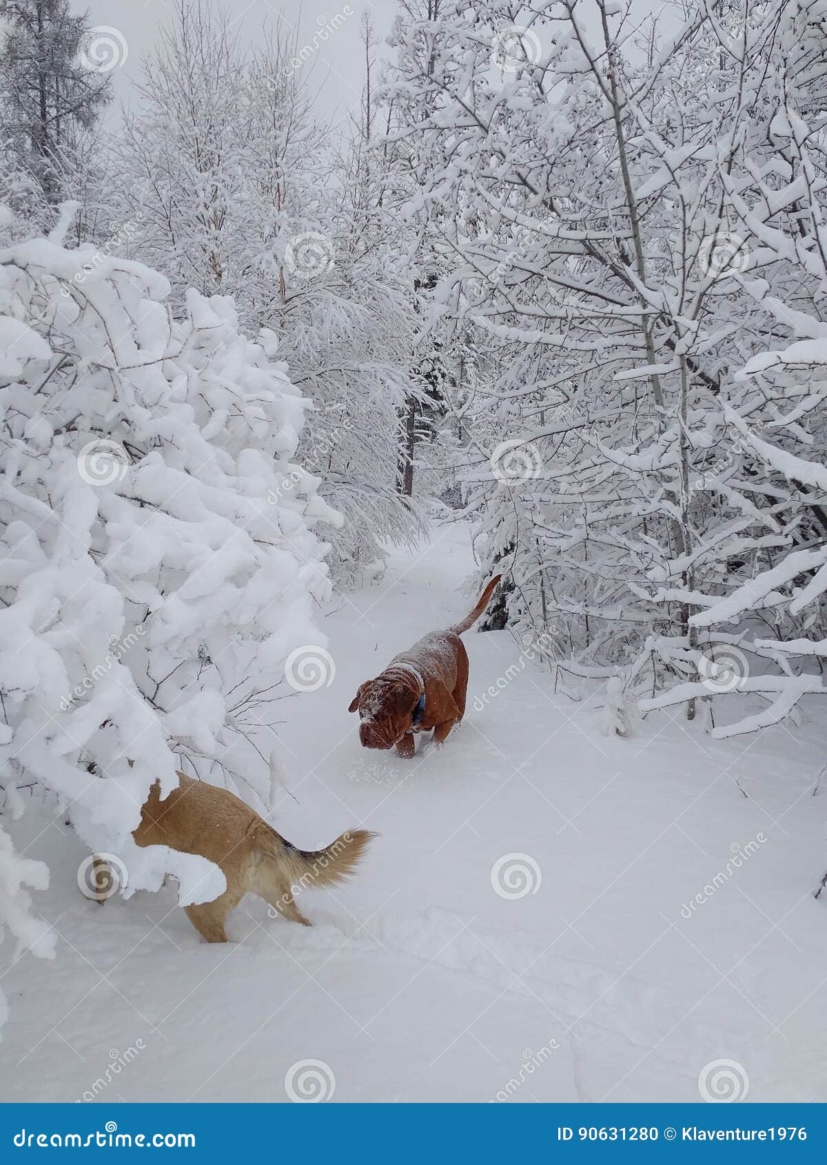 Dogs on Snow Covered Trail in the Forest Stock Photo - Image of ...