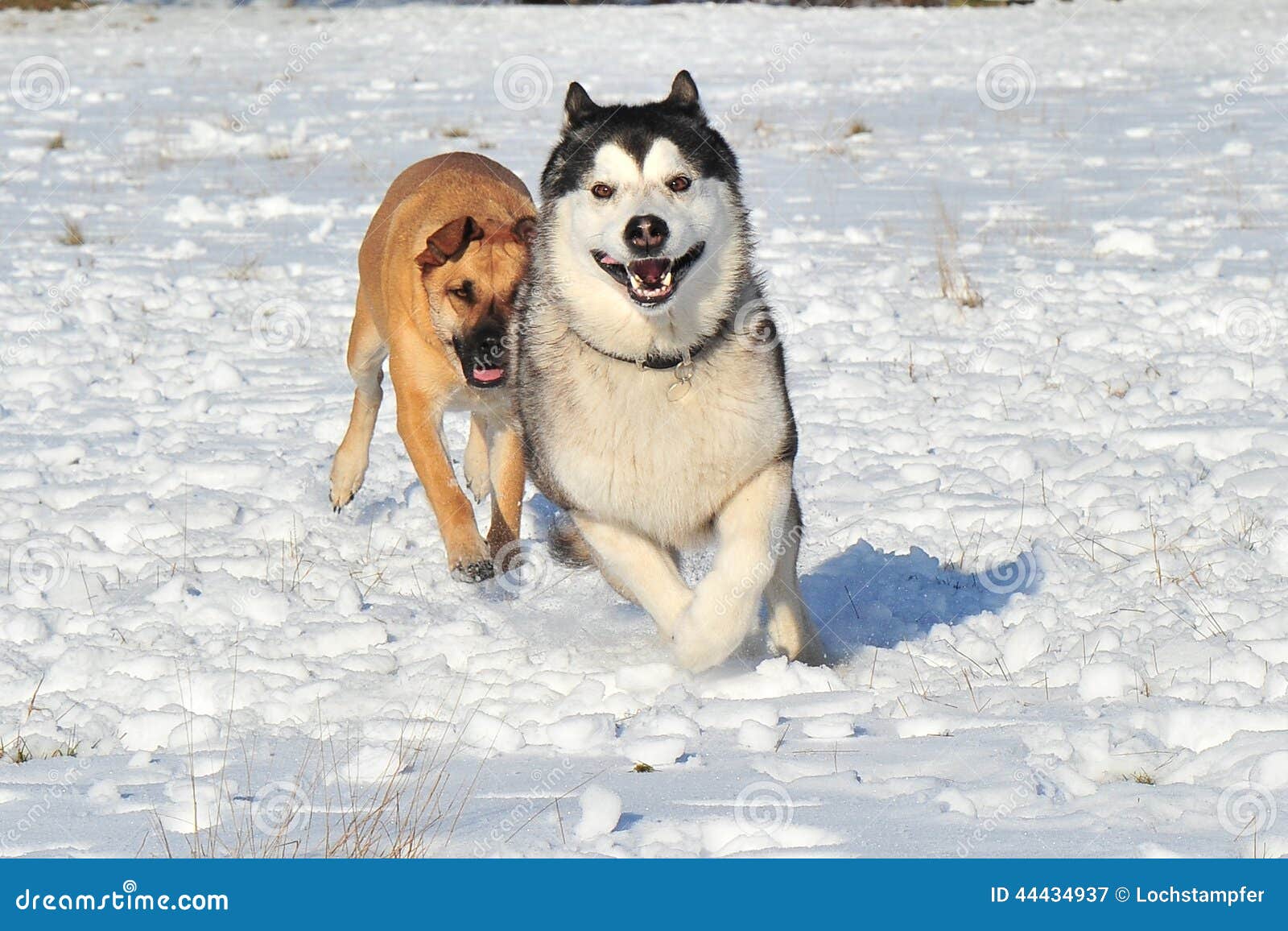 2 dogs in the snow stock image. Image of warm, playing - 44434937