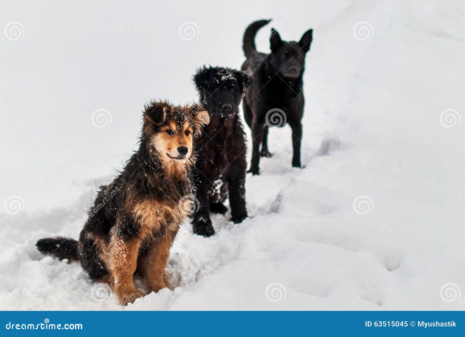 Dogs in the snow stock image. Image of white, support - 63515045
