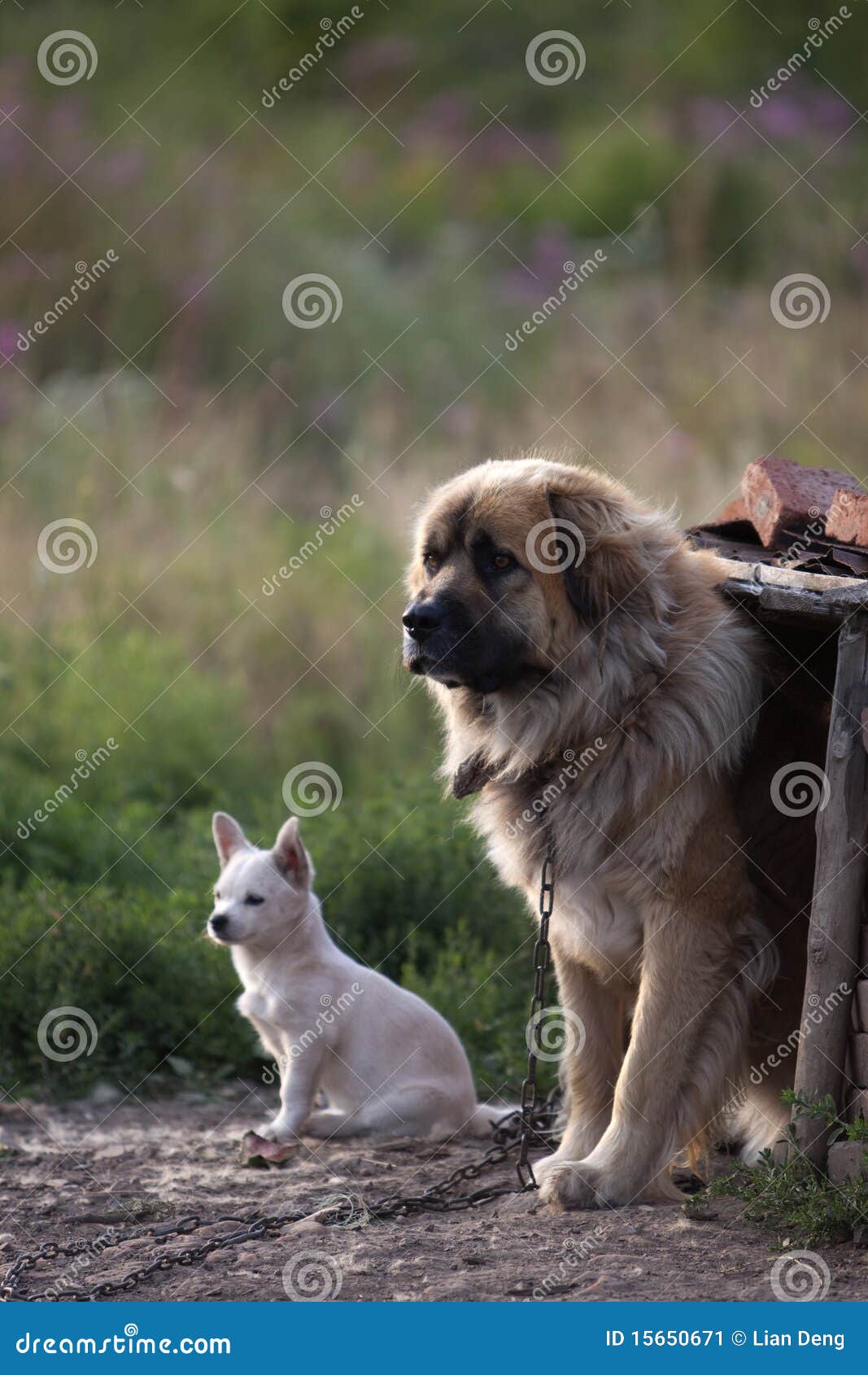 Dogs squatting stock image. Image of puppy, outdoor, quiet - 15650671