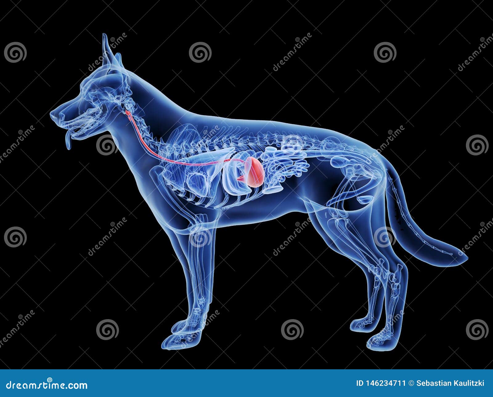 A dogs stomach stock illustration. Illustration of organs - 146234711