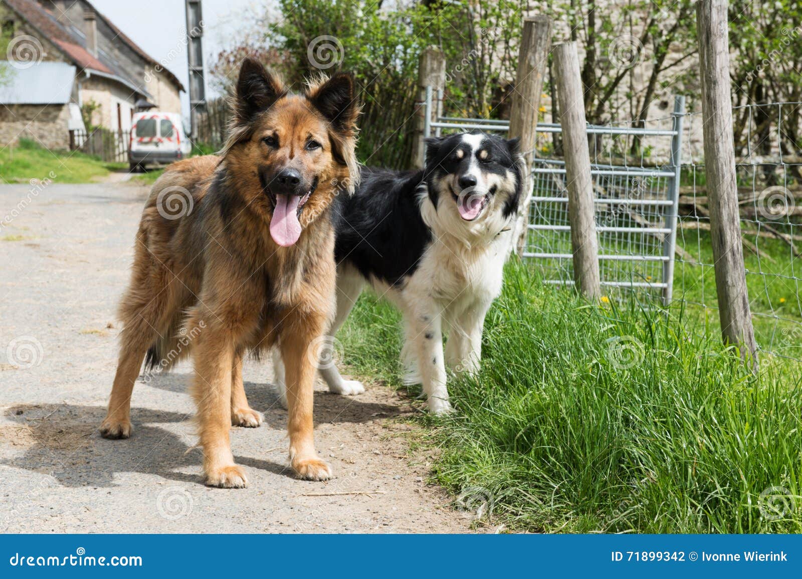 Dogs on street outdoor stock photo. Image of friends - 71899342