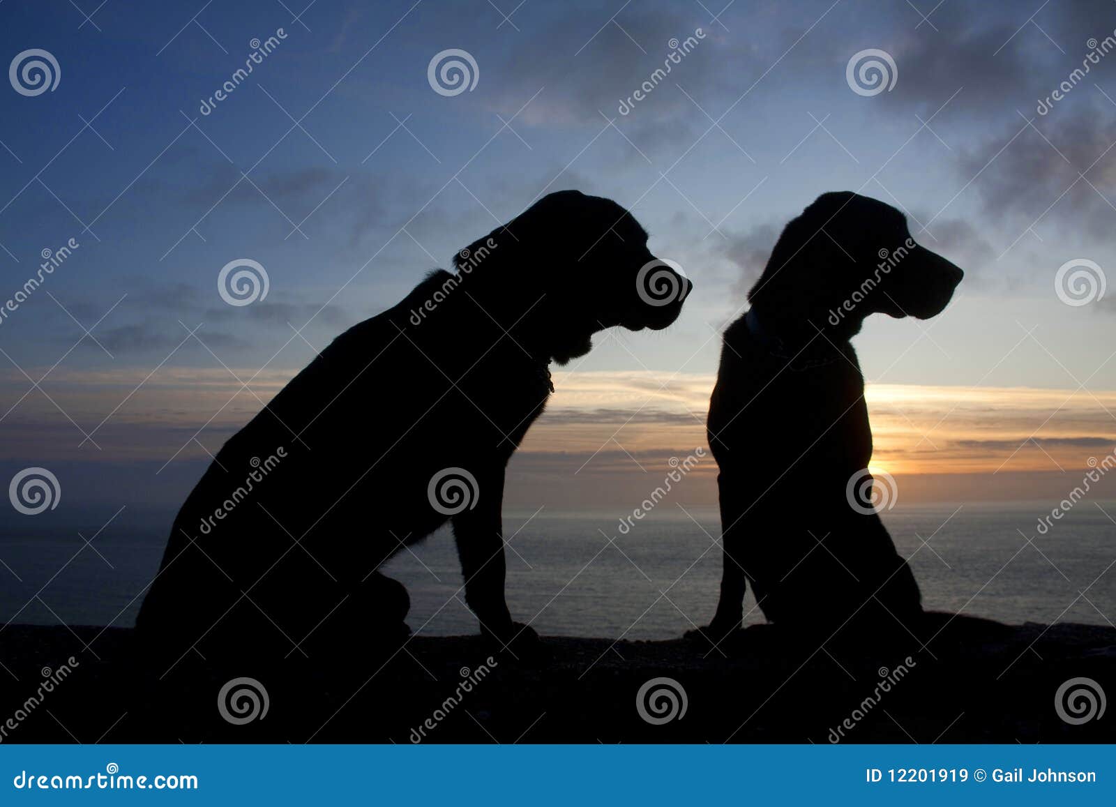 Dogs at sunset stock image. Image of anglesey, isle, animal - 12201919