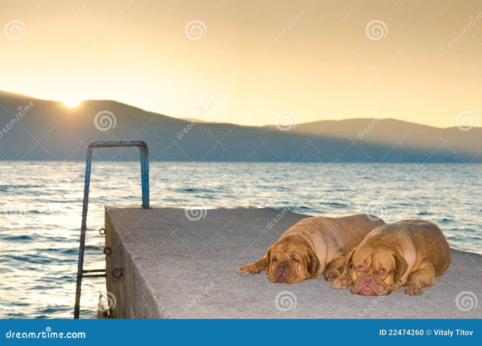 Dogs on sunset pier stock photo. Image of friend, beach - 22474260