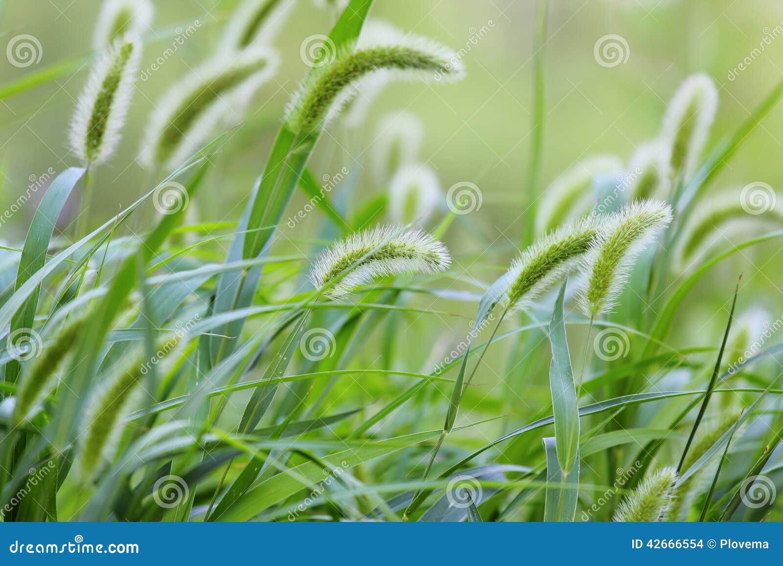 Dogs tail grass stock photo. Image of plants, plant, perspective - 42666554