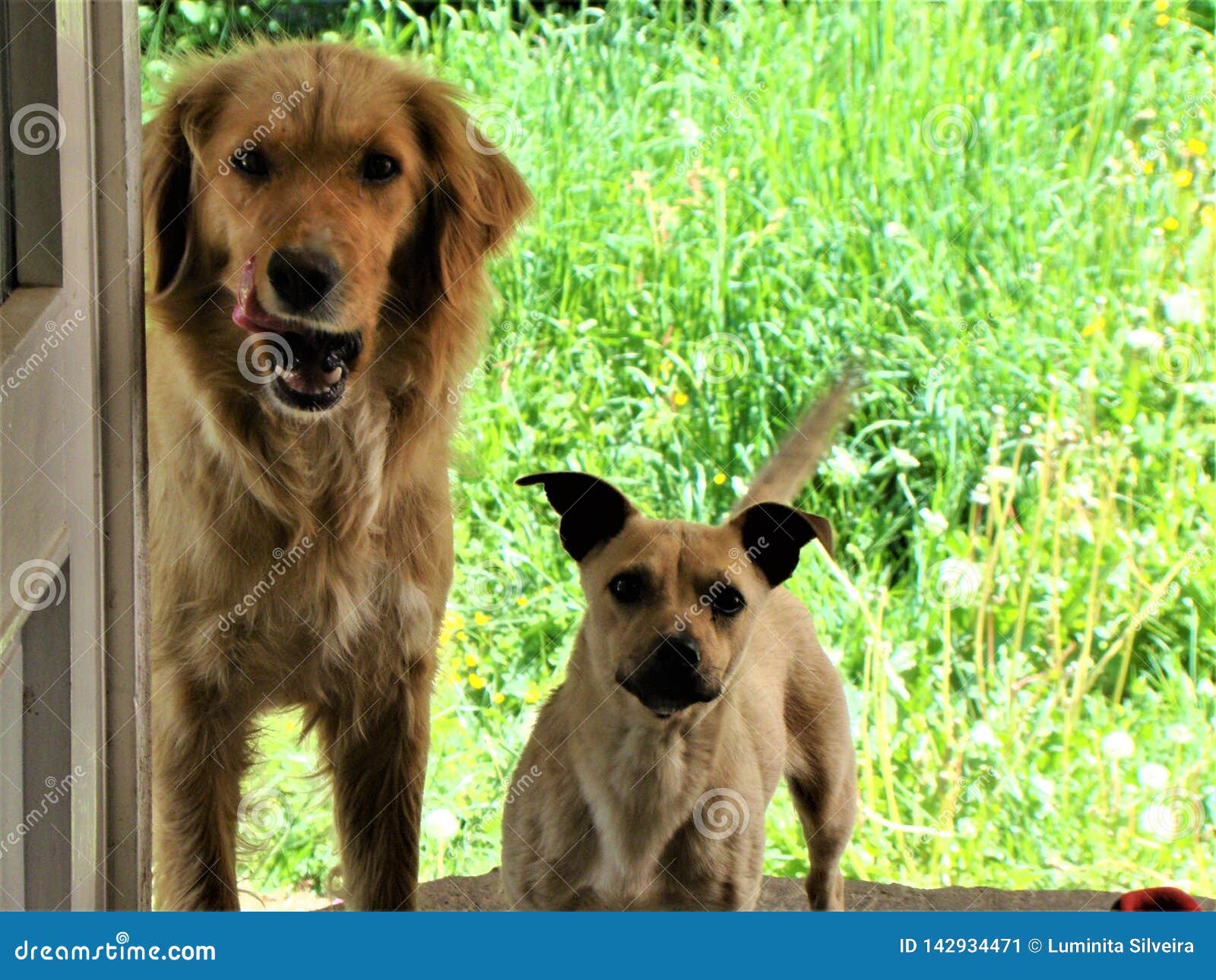 Dogs on the threshold. stock image. Image of dogs, faces - 142934471