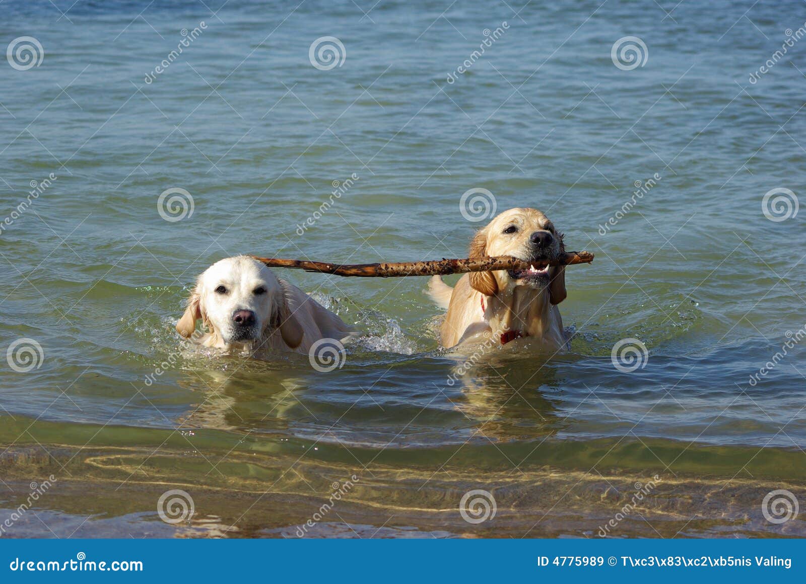 Dogs together stock image. Image of playful, sandy, adorable - 4775989
