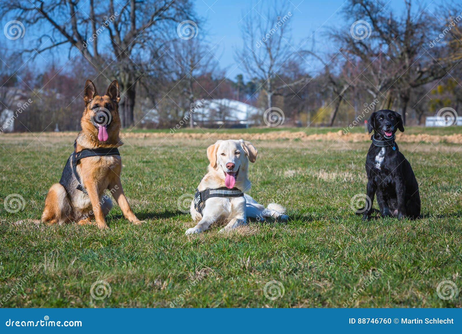 Dogs together stock photo. Image of animal, sitting, exercise - 88746760