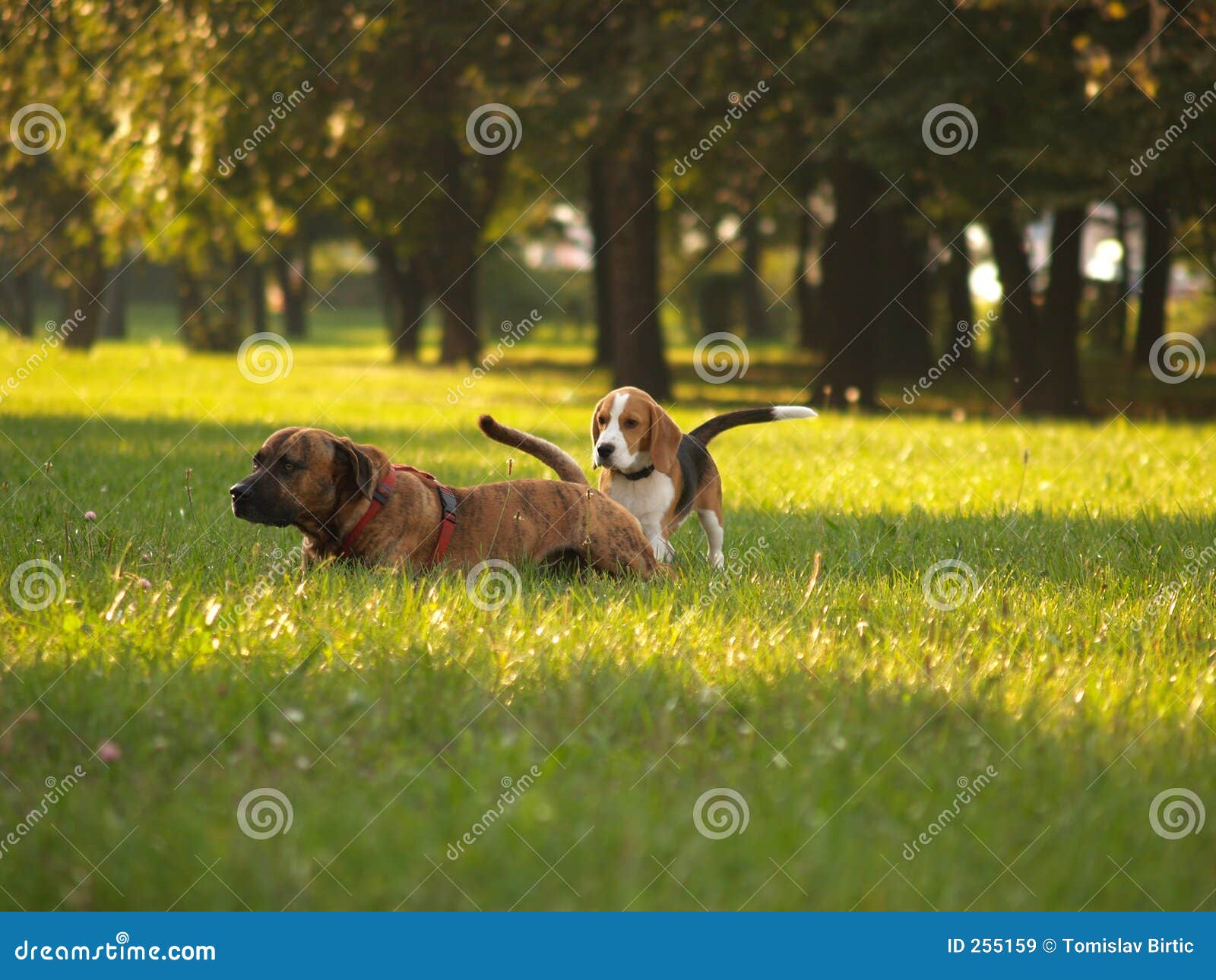 Dogs/Total Strangers, but Friends Stock Image - Image of beagle ...