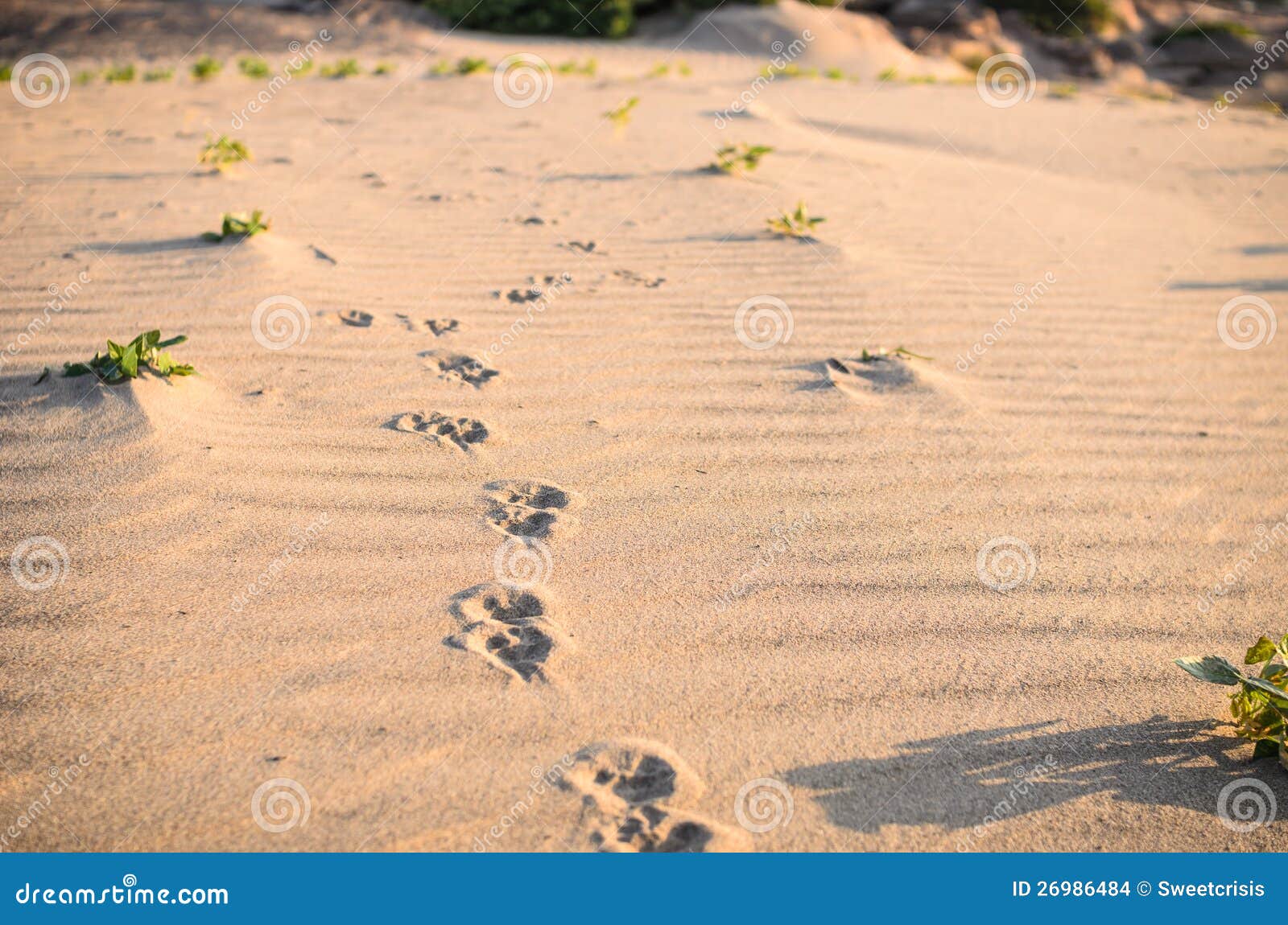 Dogs track in sand stock photo. Image of footprint, wild - 26986484
