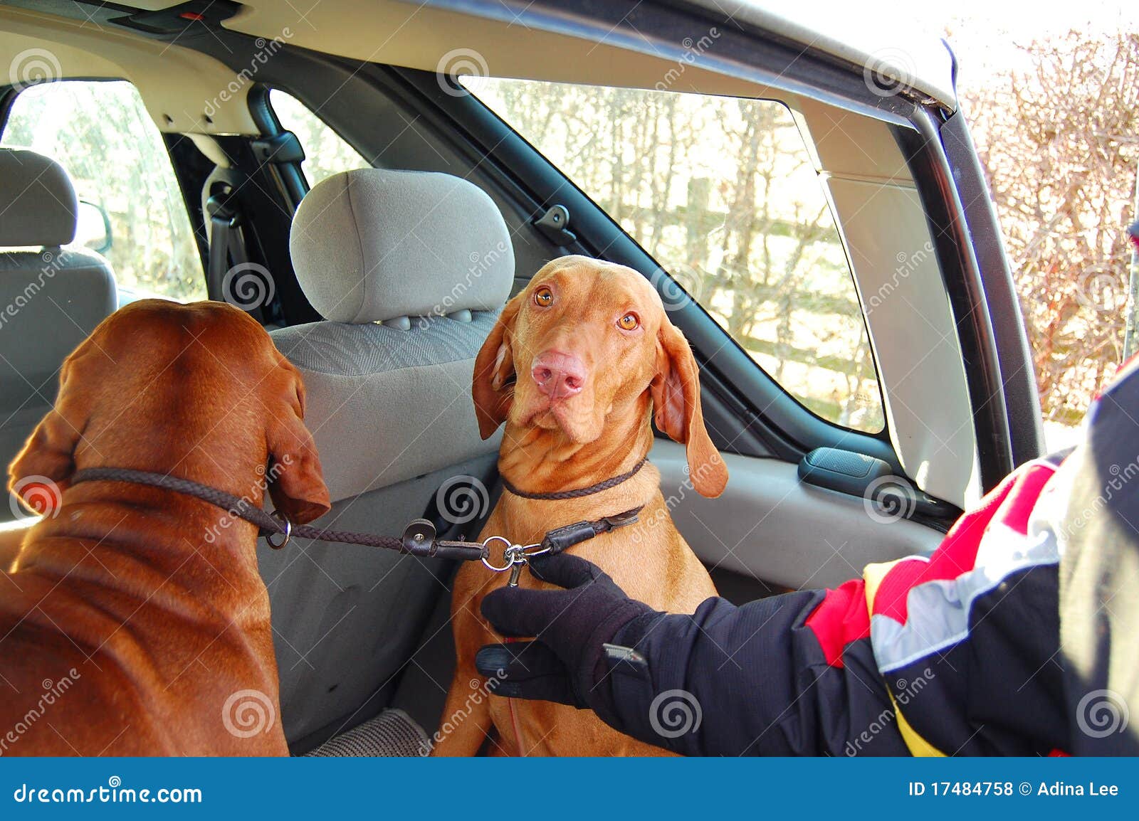 Dogs transport stock photo. Image of outdoor, hungarian - 17484758