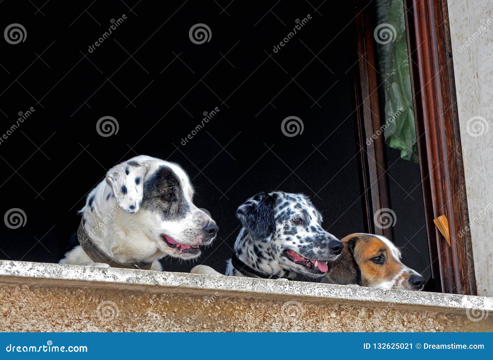 Dogs on Two Legs at the Window Stock Image - Image of brick, dogs ...