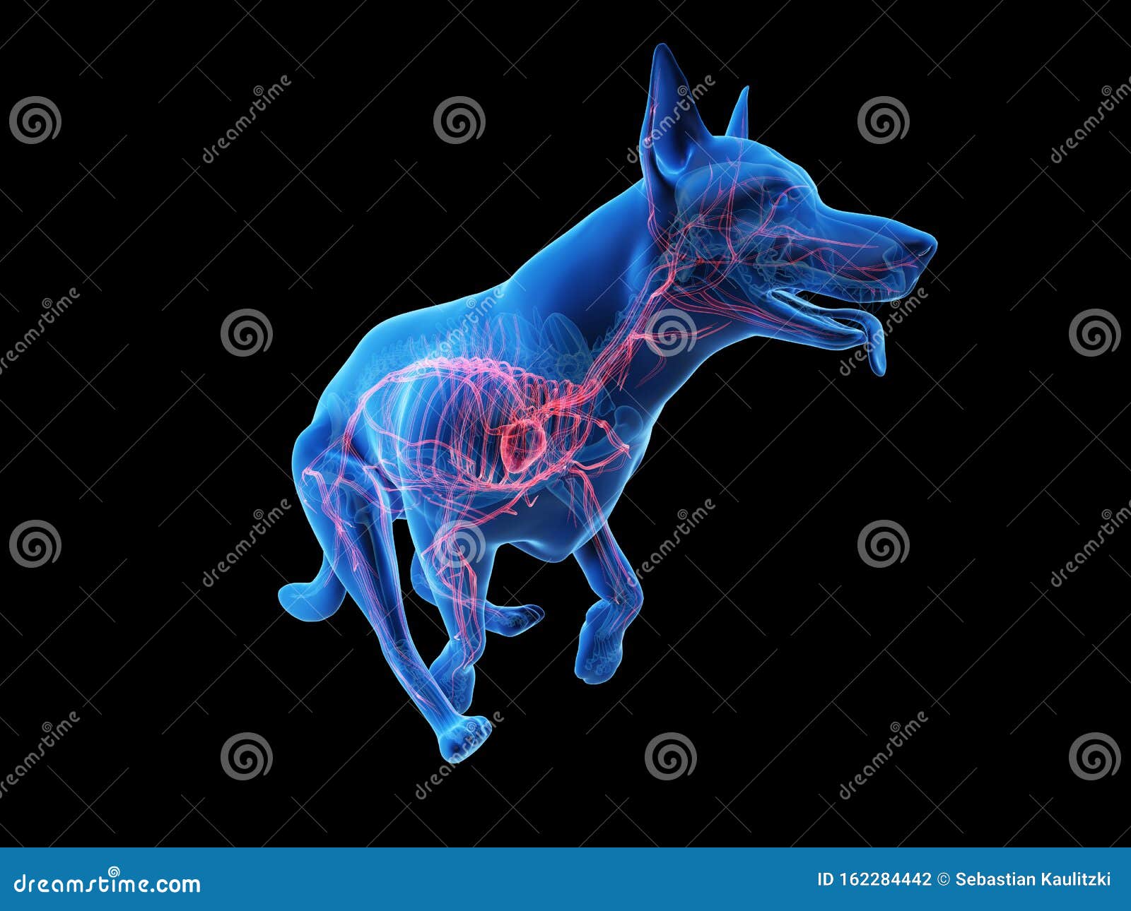 A Dogs Circulatory System Royalty-Free Illustration | CartoonDealer.com ...