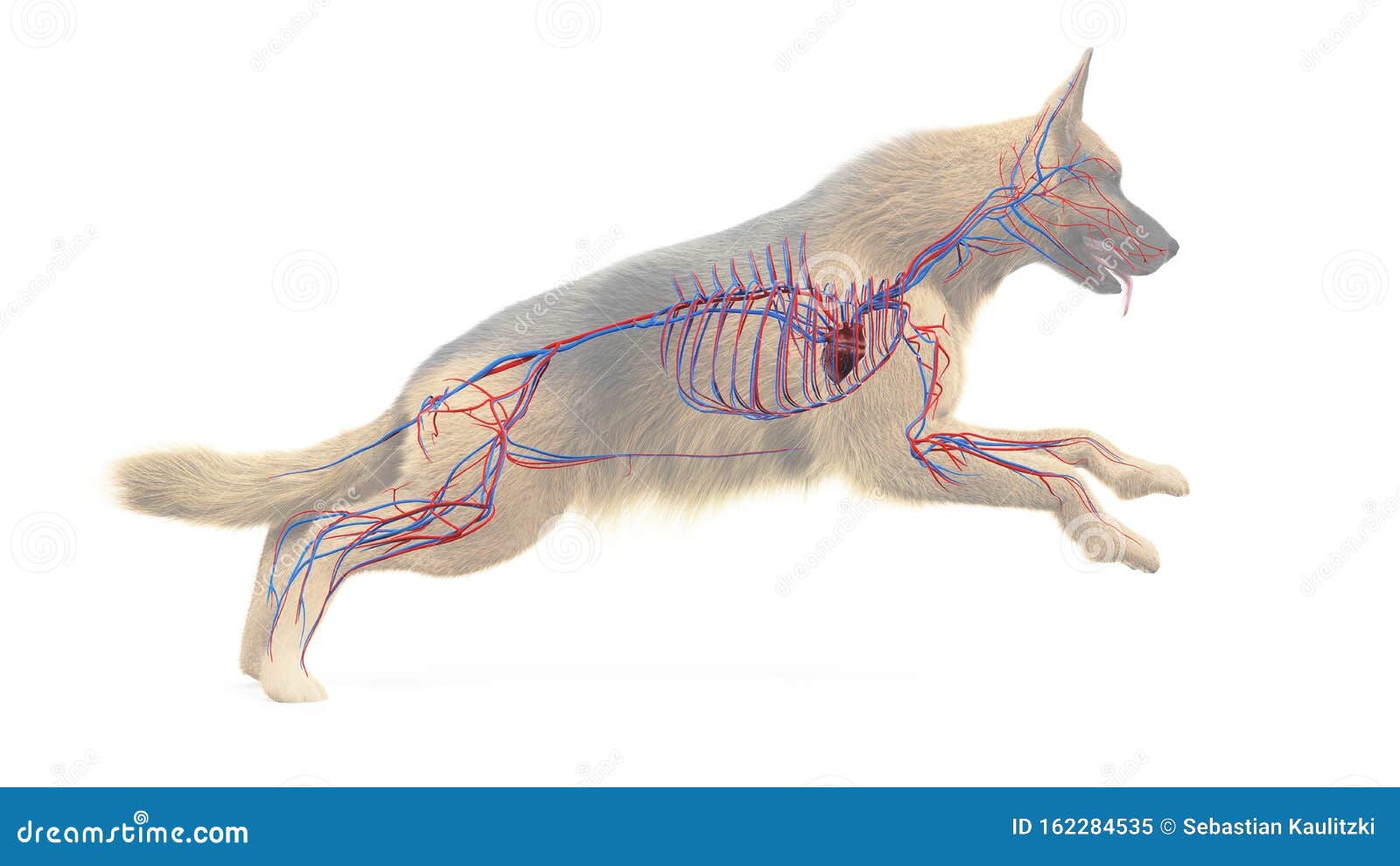 A dogs vascular system stock illustration. Illustration of animal ...
