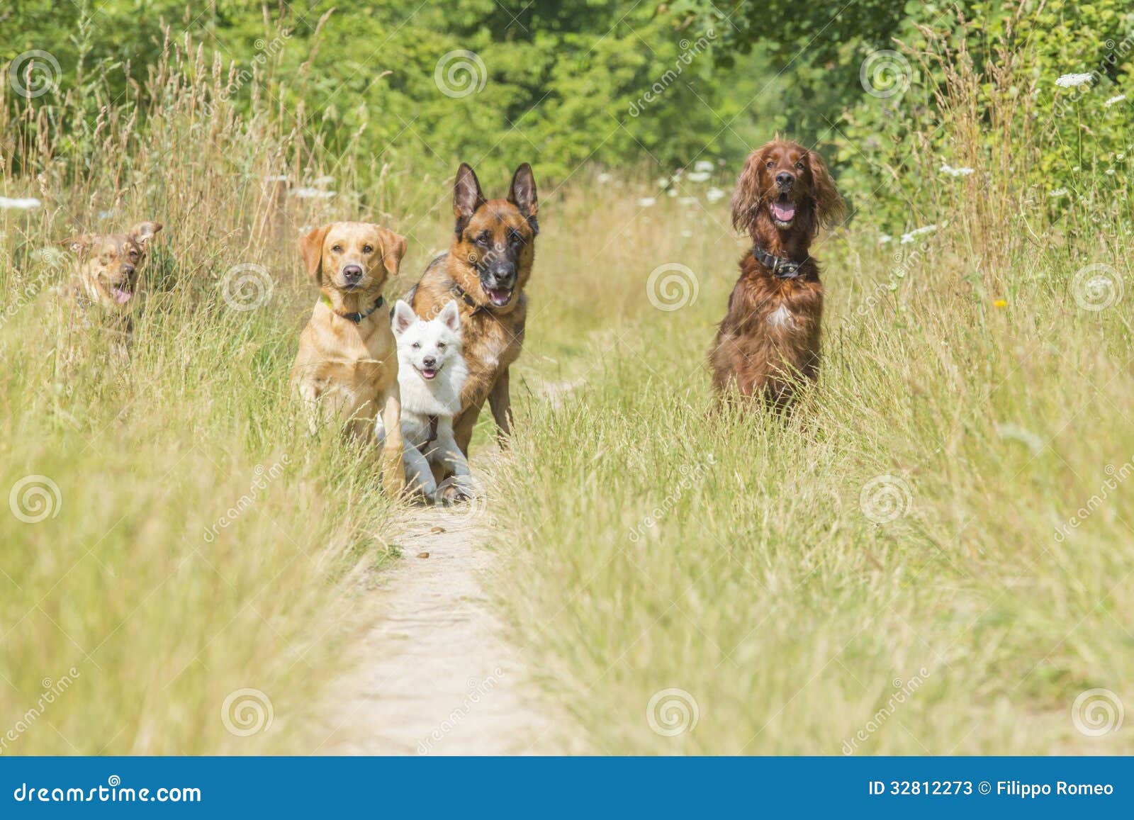 Dogs waiting for command stock image. Image of teaching - 32812273
