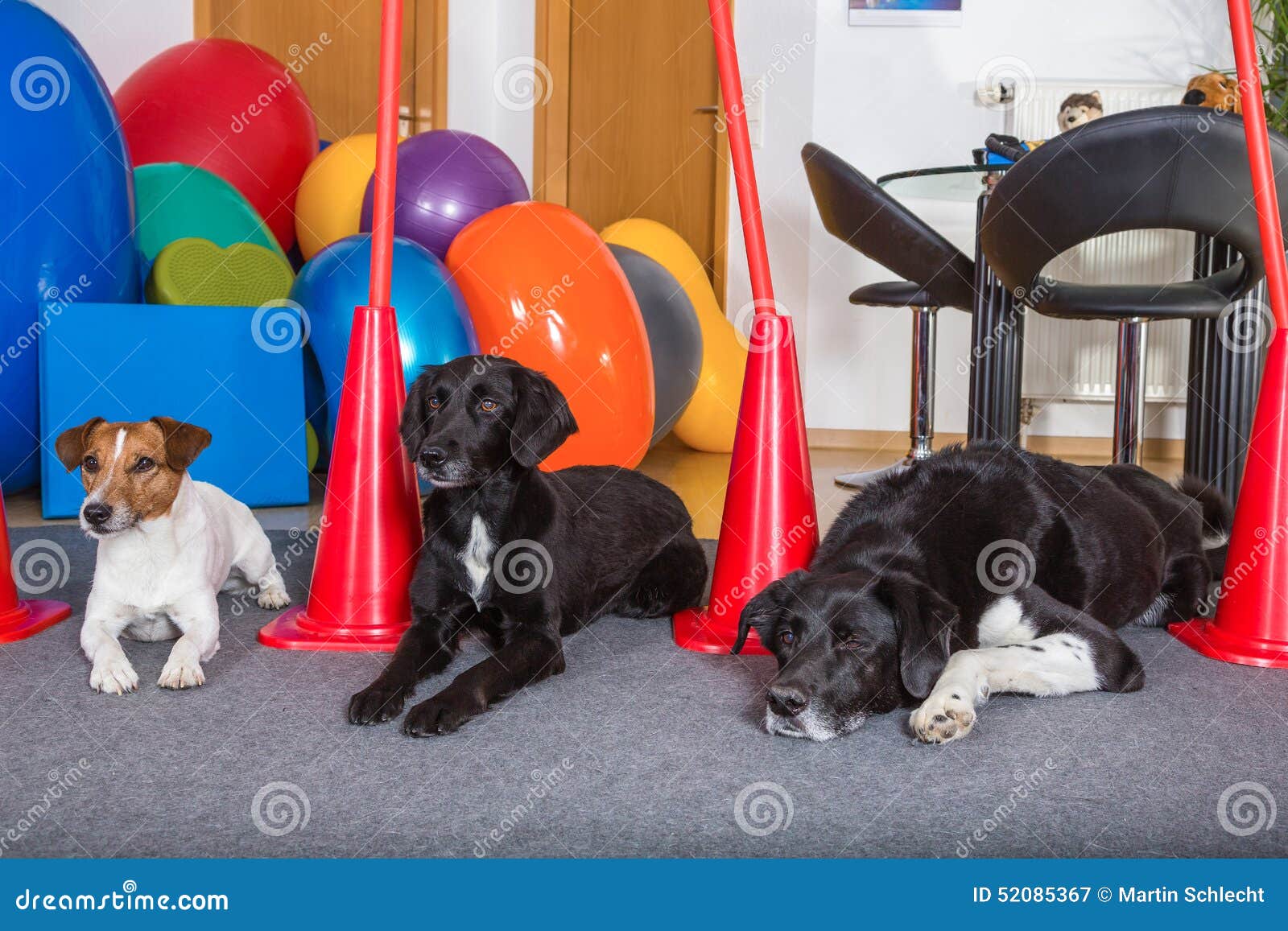 Dogs waiting stock image. Image of therapy, doctor, white - 52085367