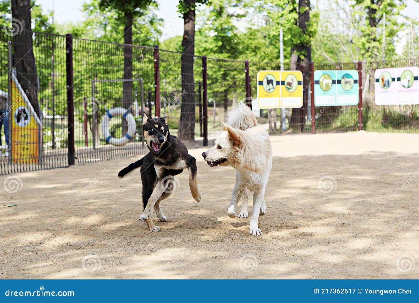 Dogs walk with humans stock image. Image of dogs, nature - 217362617