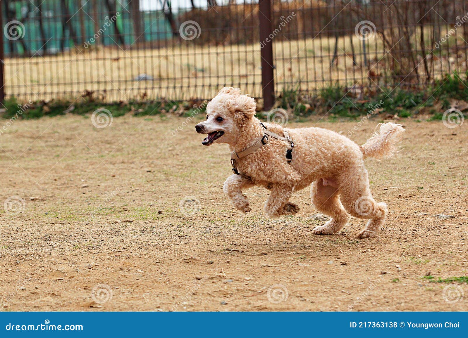 Dogs walk with humans stock photo. Image of leash, korea - 217363138