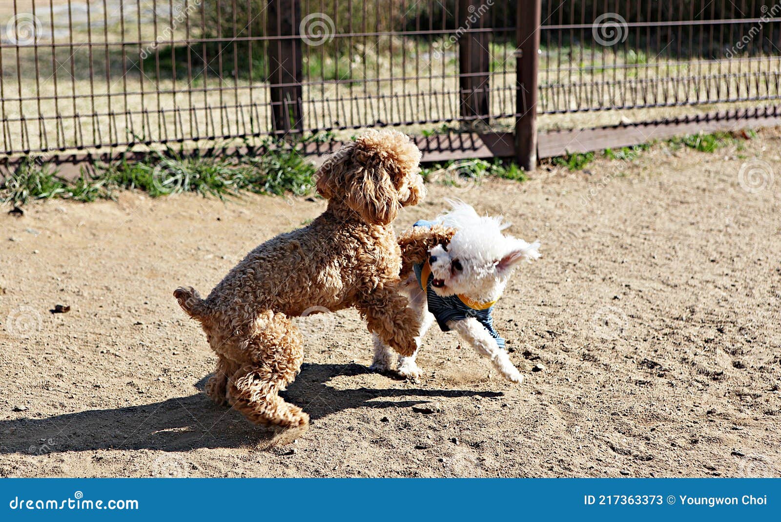Dogs walk with humans stock image. Image of park, walk - 217363373