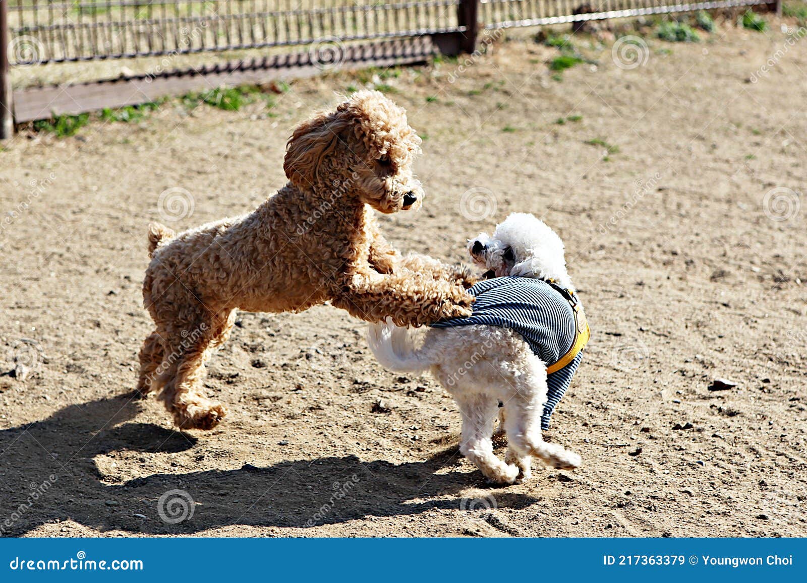 Dogs walk with humans stock image. Image of exercise - 217363379