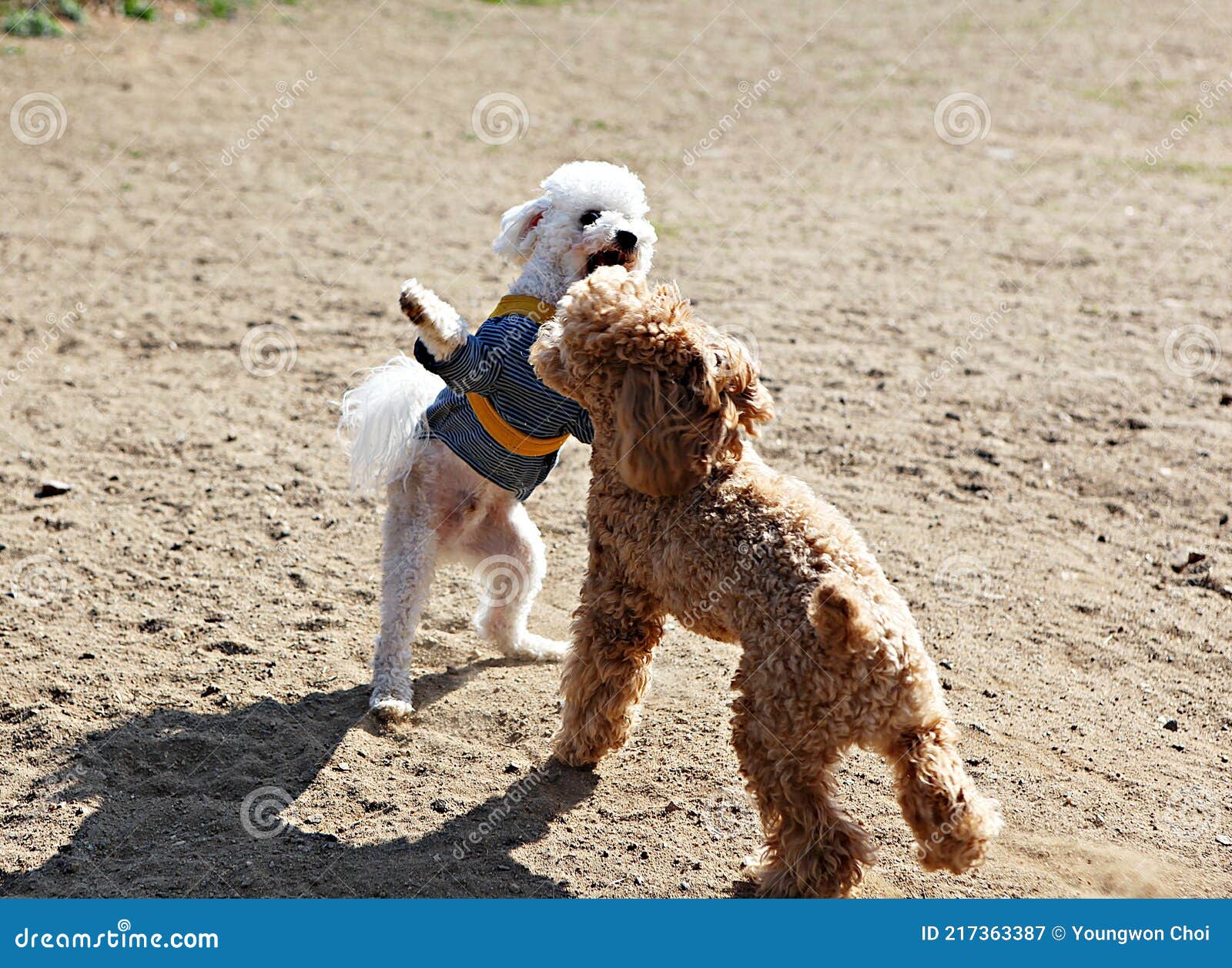 Dogs walk with humans stock image. Image of nature, walk - 217363387