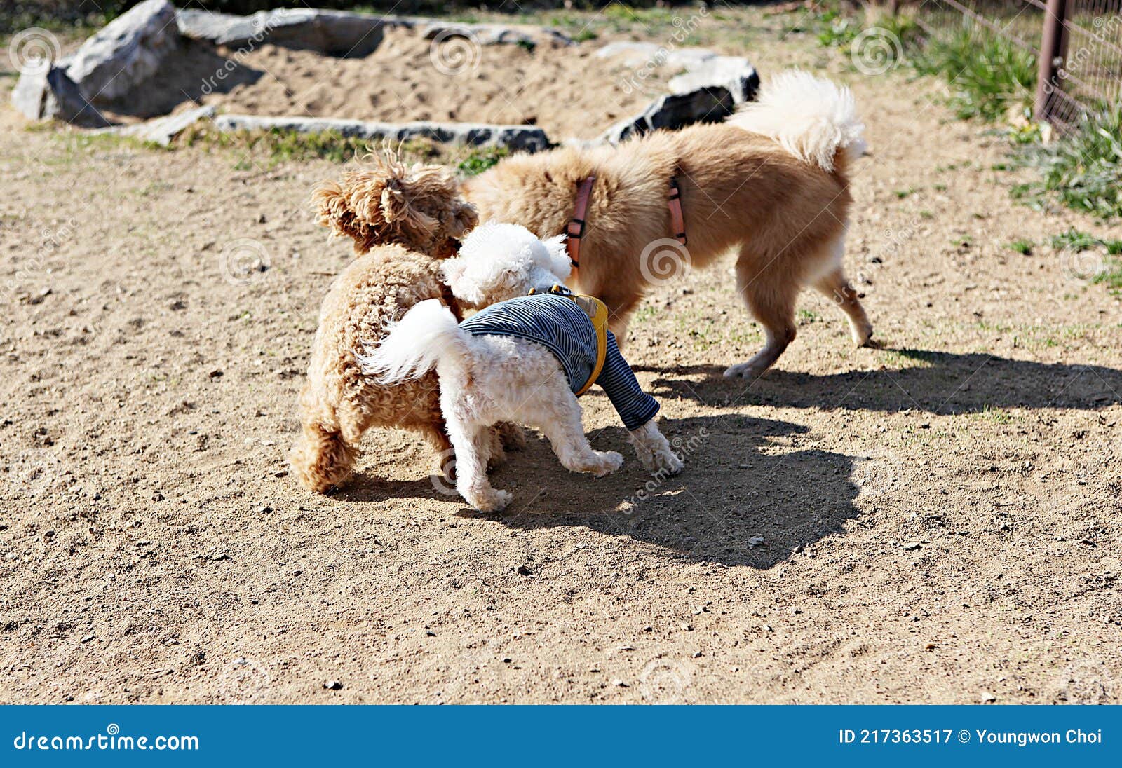 Dogs walk with humans stock image. Image of korea, nature - 217363517