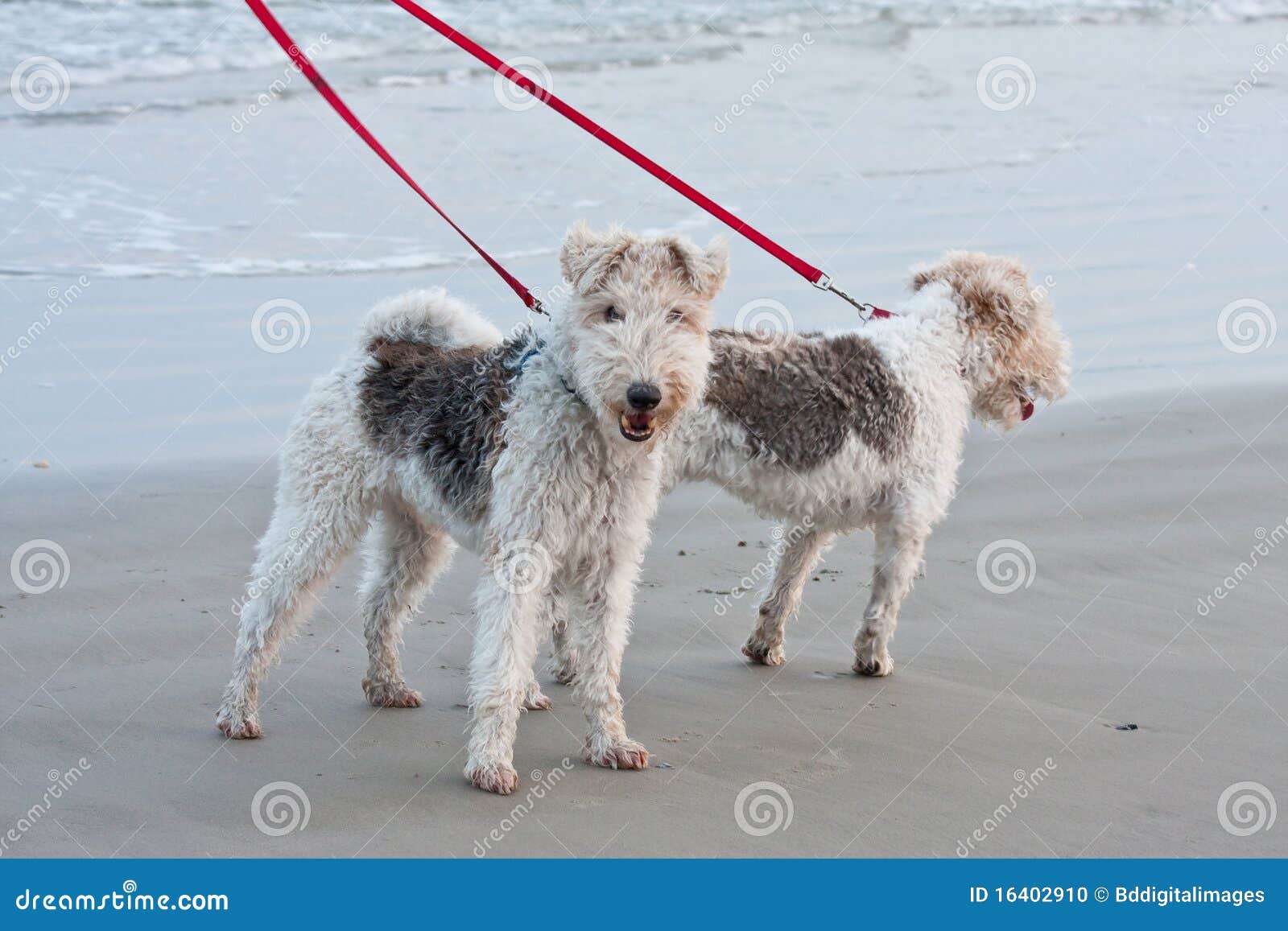 Dogs Walking on the Beach stock photo. Image of collars - 16402910