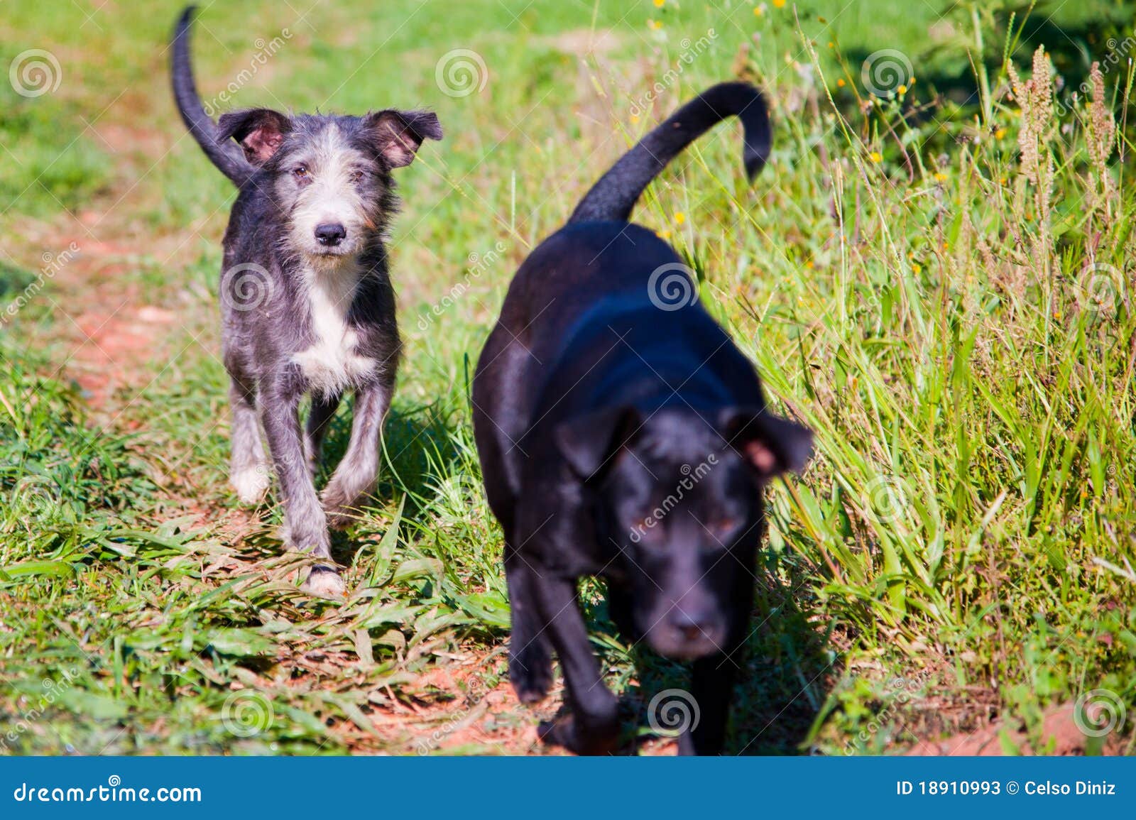 Dogs Walking in Countryside Stock Image - Image of scenic, walking ...