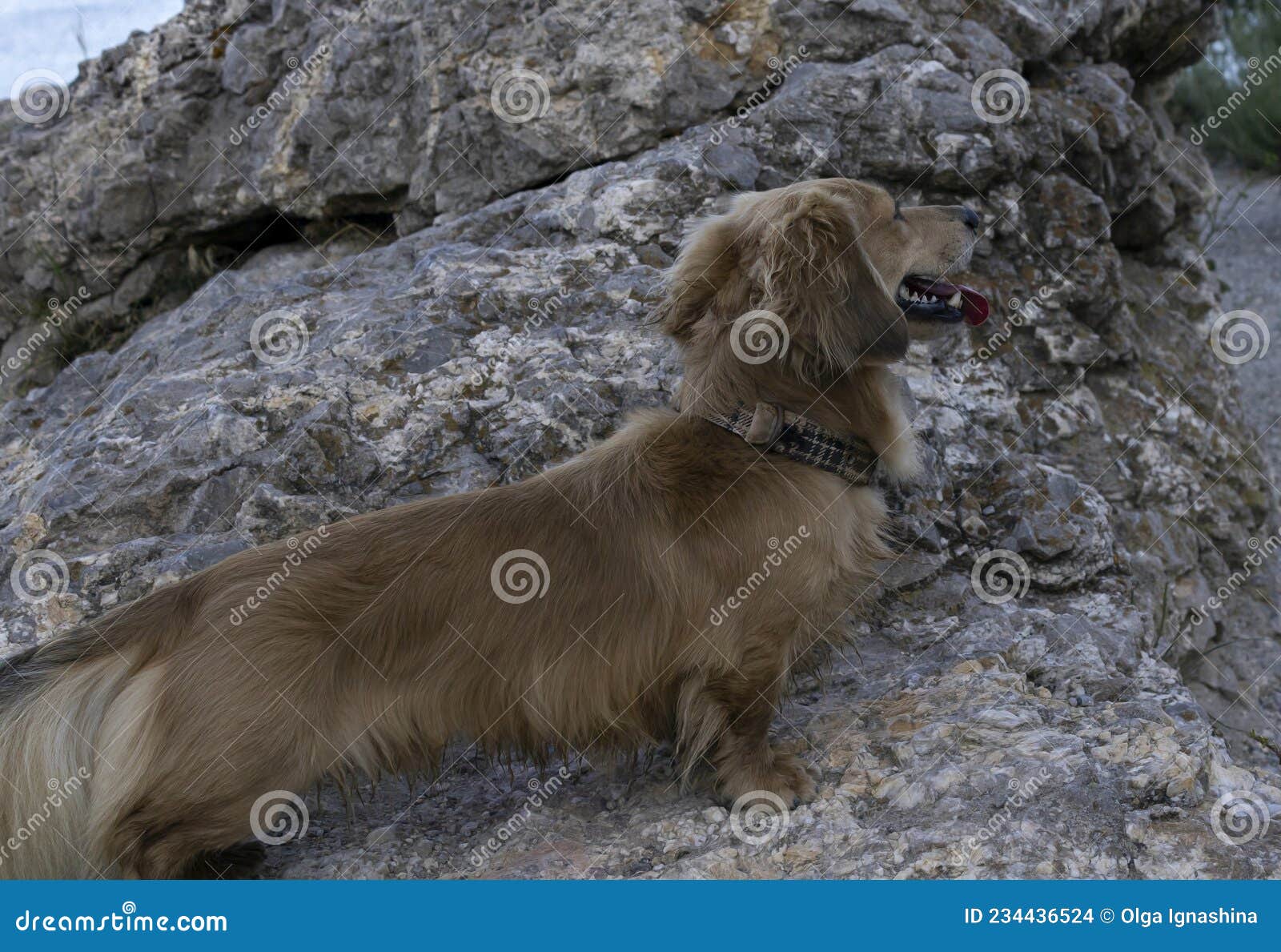 Dogs Walking on Mountain Slopes Stock Photo - Image of marine ...