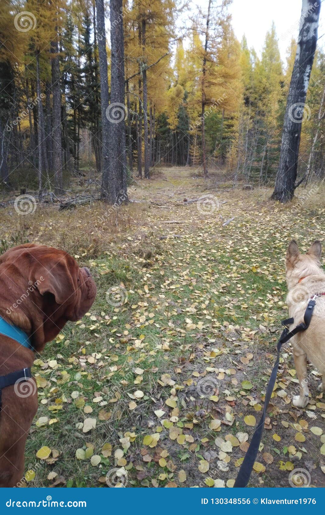 Dogs Walking on Trail in Forest Stock Photo - Image of bordeaux ...