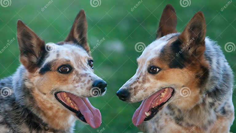 Dogs stock image. Image of face, watching, profile, animal - 78351473