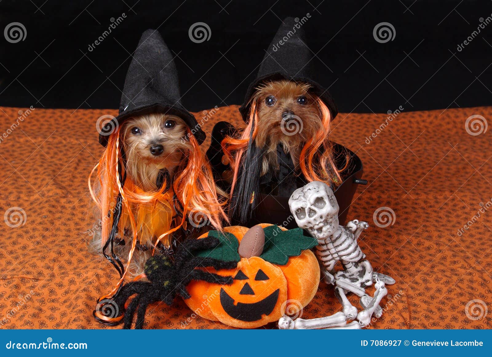 Dogs wearing costumes stock image. Image of yorkshire - 7086927