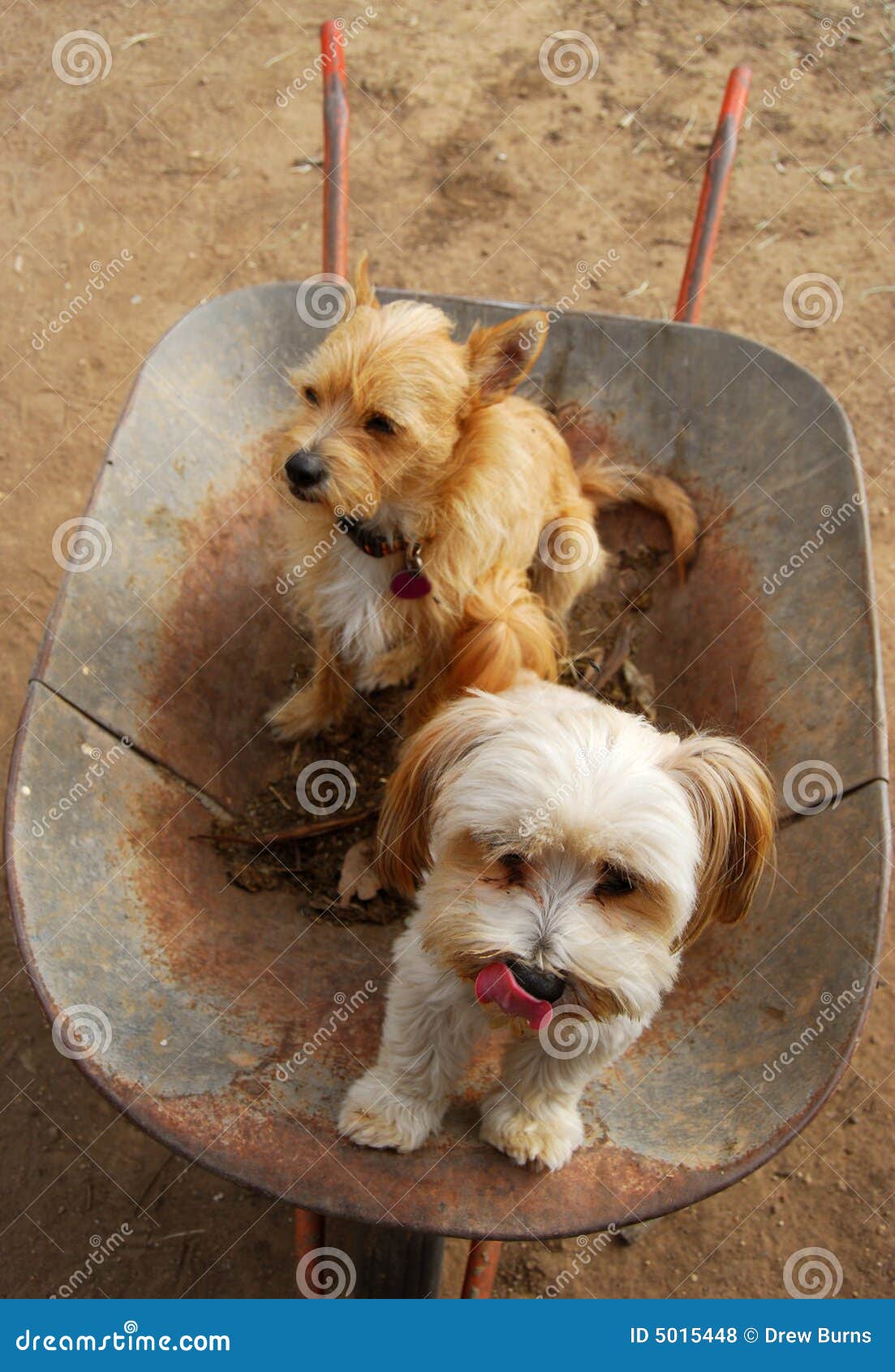 Dogs in a wheelbarrow stock photo. Image of cuddly, puppy - 5015448