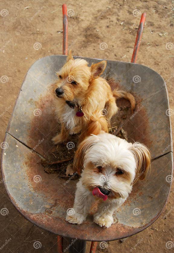Dogs in a wheelbarrow stock photo. Image of cuddly, puppy - 5015448
