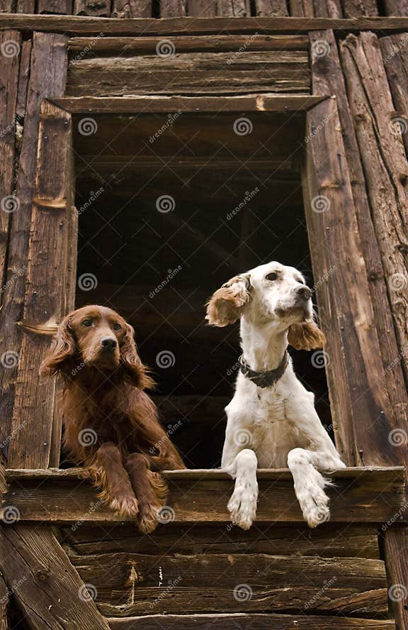 Dogs at the window stock photo. Image of danes, domestic - 24942188