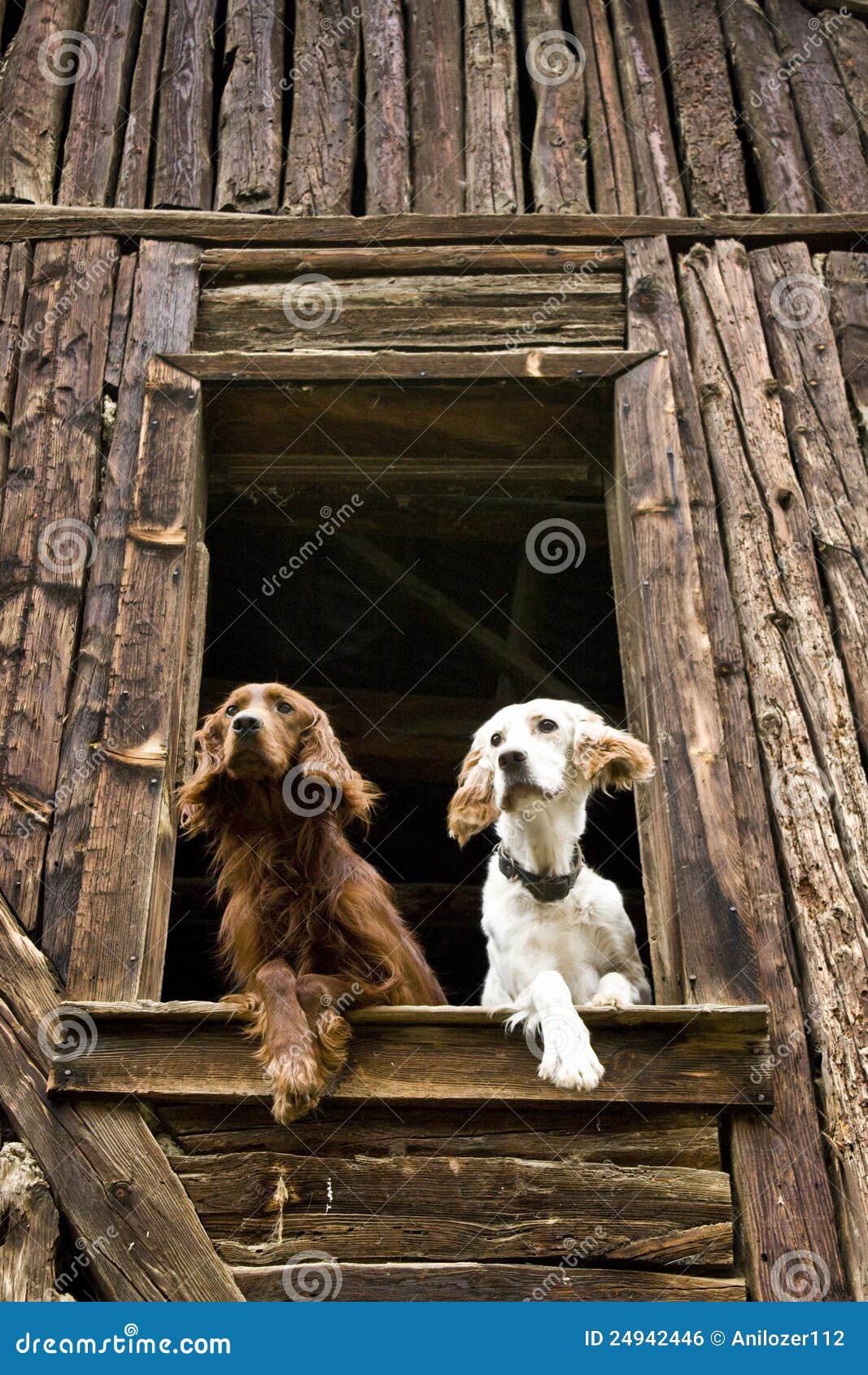 Dogs at the window stock photo. Image of faces, face - 24942446