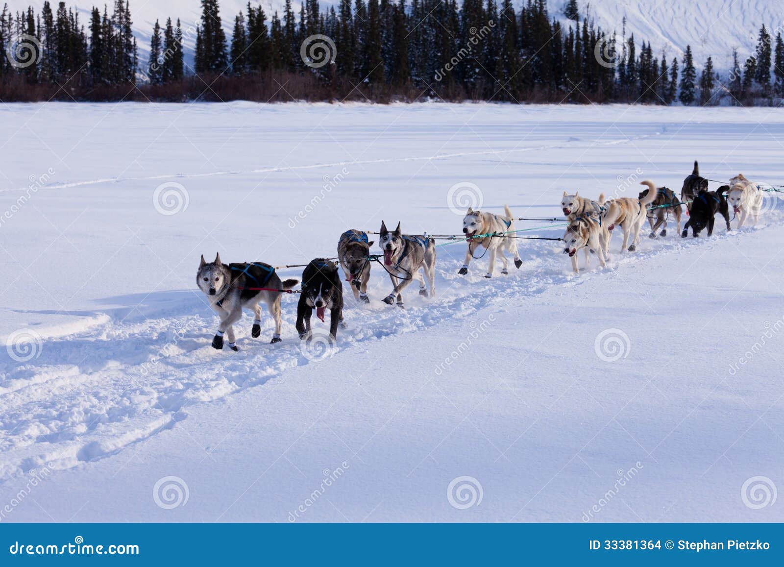 Dogsled Team of Siberian Huskies Out Mushing Stock Photo - Image of ...