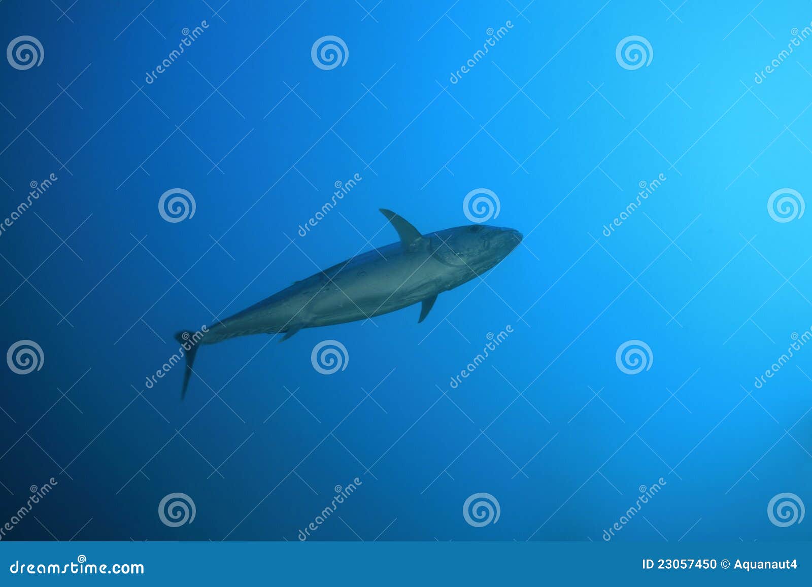 Dogtooth tuna stock photo. Image of open, dogtooth, life - 23057450