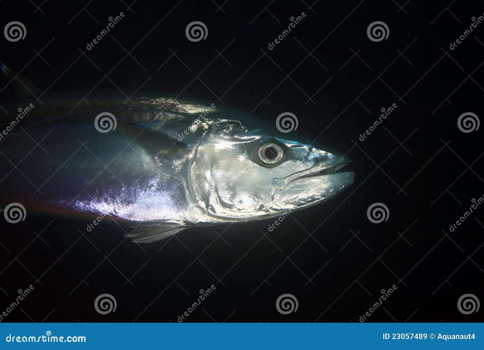 Dogtooth Tuna stock image. Image of maldivian, albacore - 23057489
