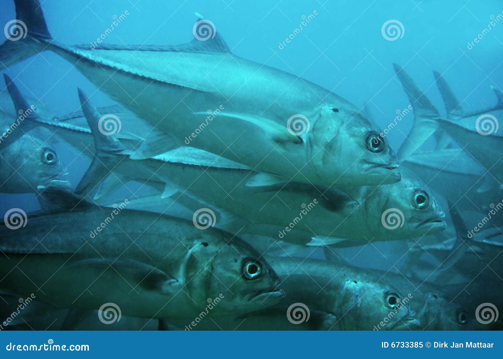 Dogtooth Tuna stock image. Image of tuna, fish, indian - 6733385