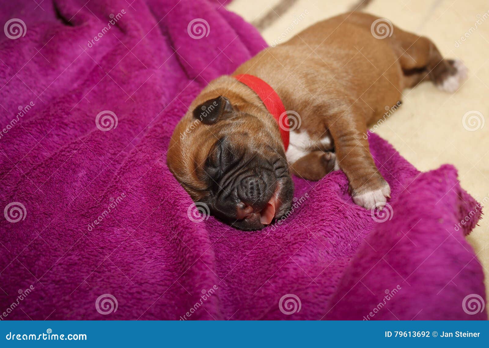 Dogue De Bordeaux One Day Old Puppies Stock Photo - Image of pedigree ...