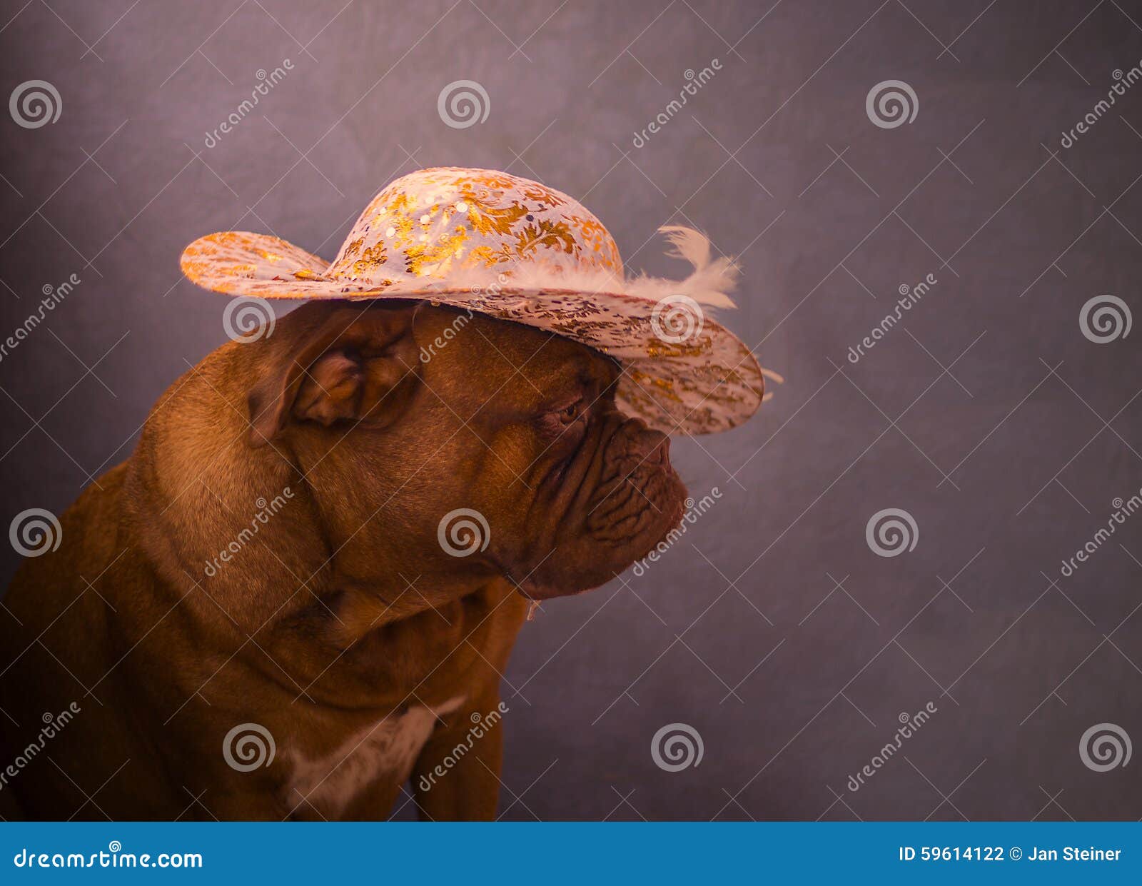Dogue de Bordeaux stock photo. Image of decoration, cheerful - 59614122
